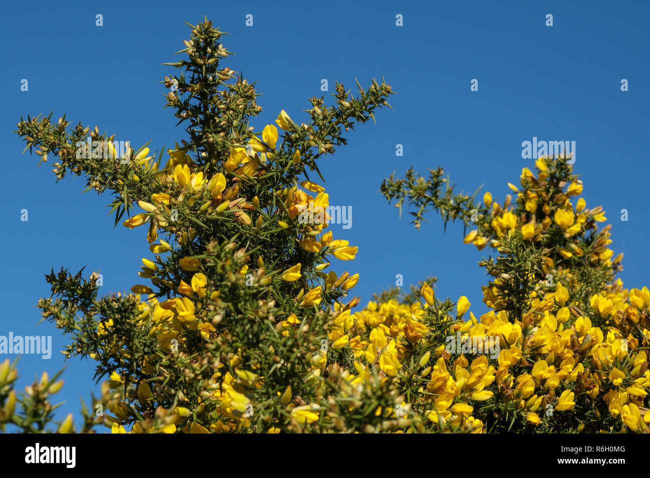 Common Gorse (Ulex europaeus Stock Photo - Alamy