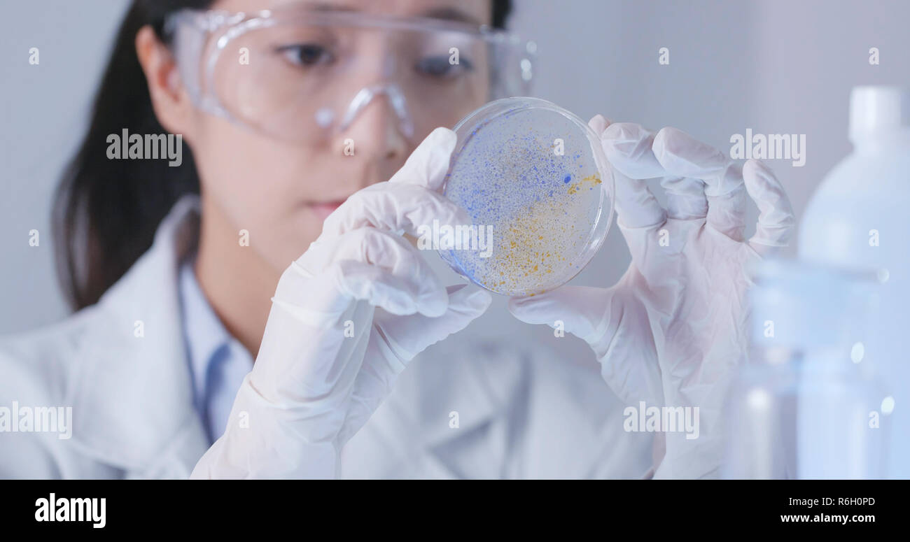 Scientist observation about petri dish Stock Photo - Alamy
