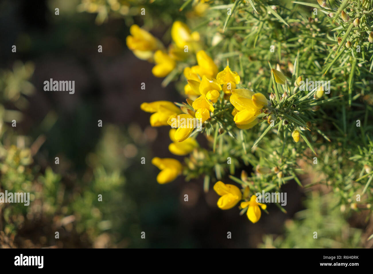Common Gorse (Ulex europaeus Stock Photo - Alamy