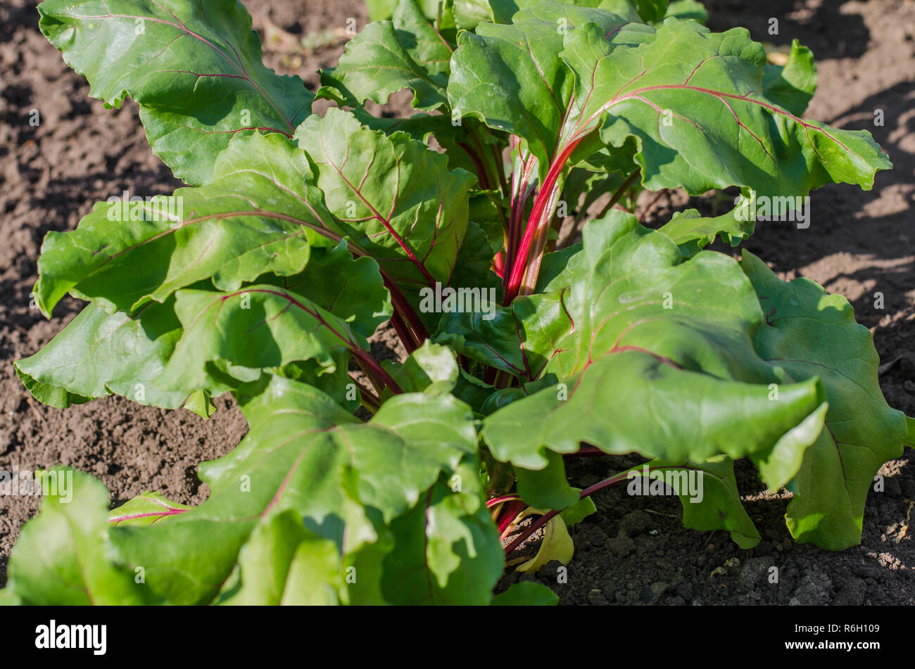 Growing beetroot in a vegetable garden Stock Photo - Alamy