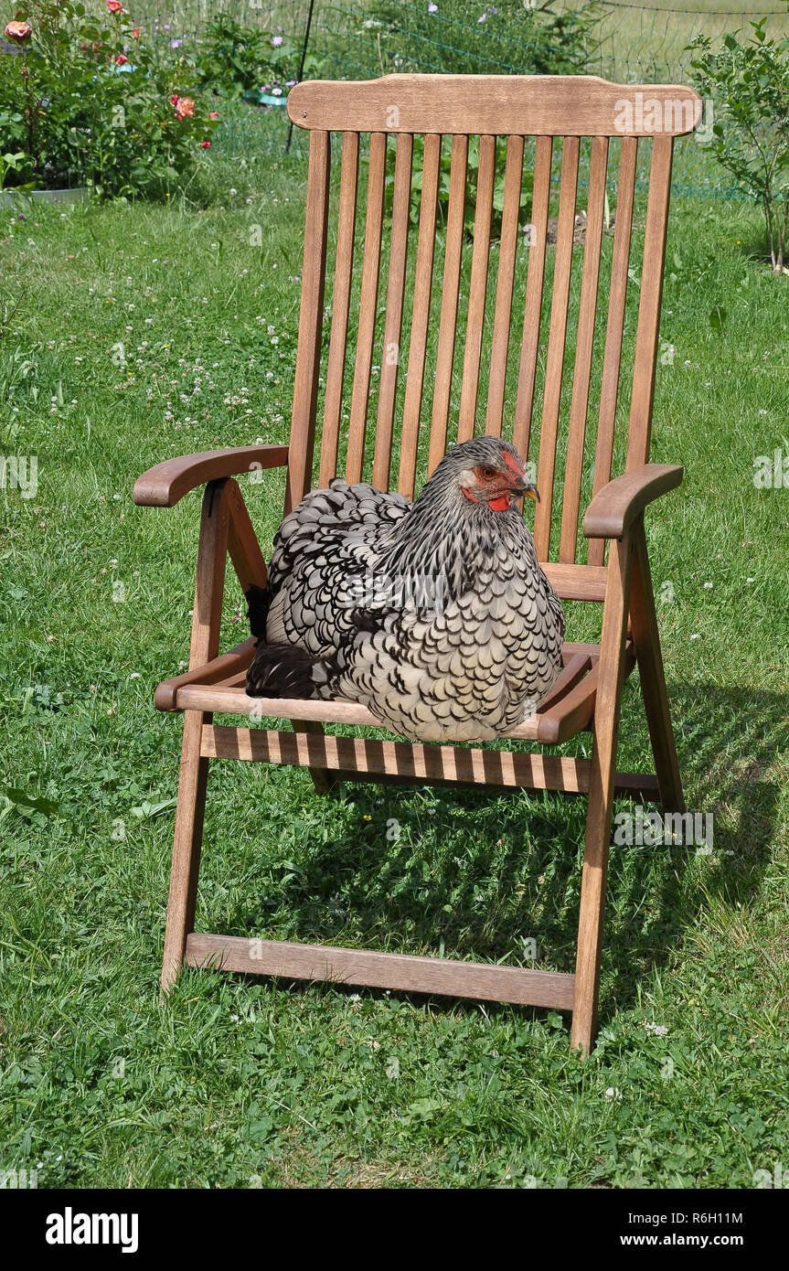 Sitting Wyandotte chicken on garden chair Stock Photo - Alamy
