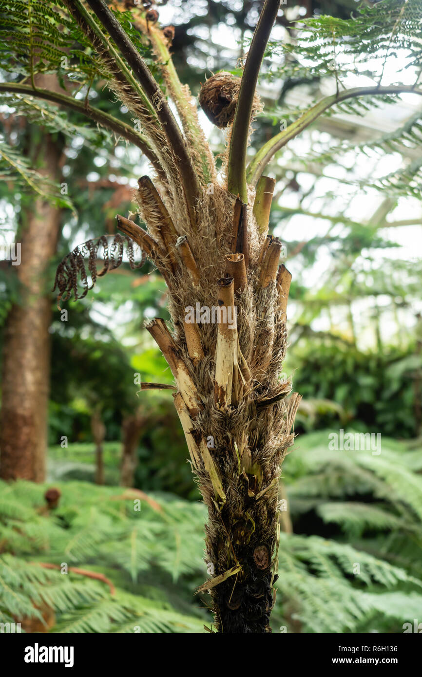 An exotic tree in a big greenhouse Stock Photo - Alamy