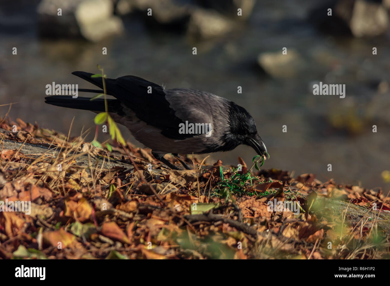 Raven river hi-res stock photography and images - Alamy