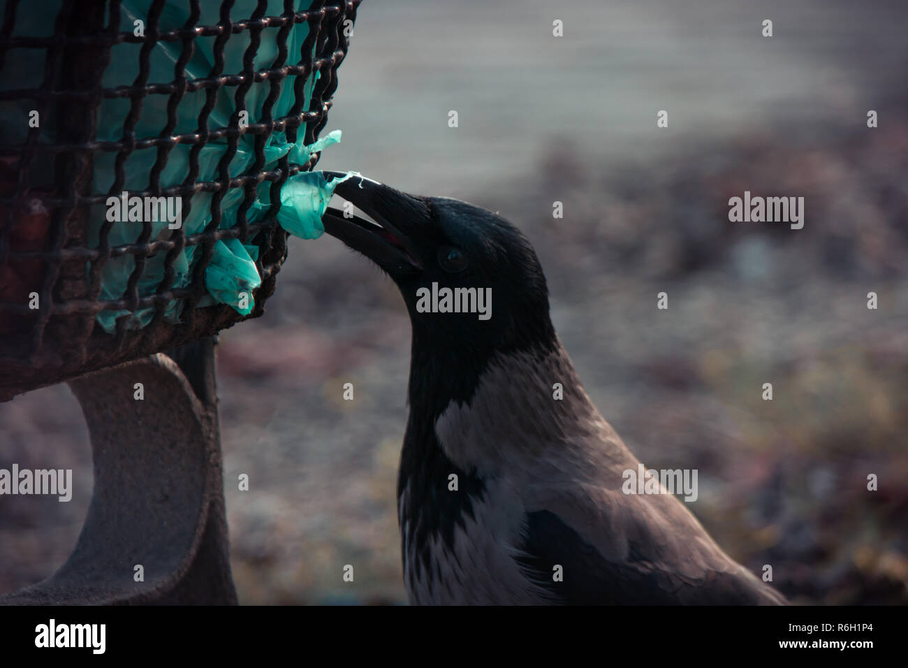 Food in the trash hi-res stock photography and images - Alamy