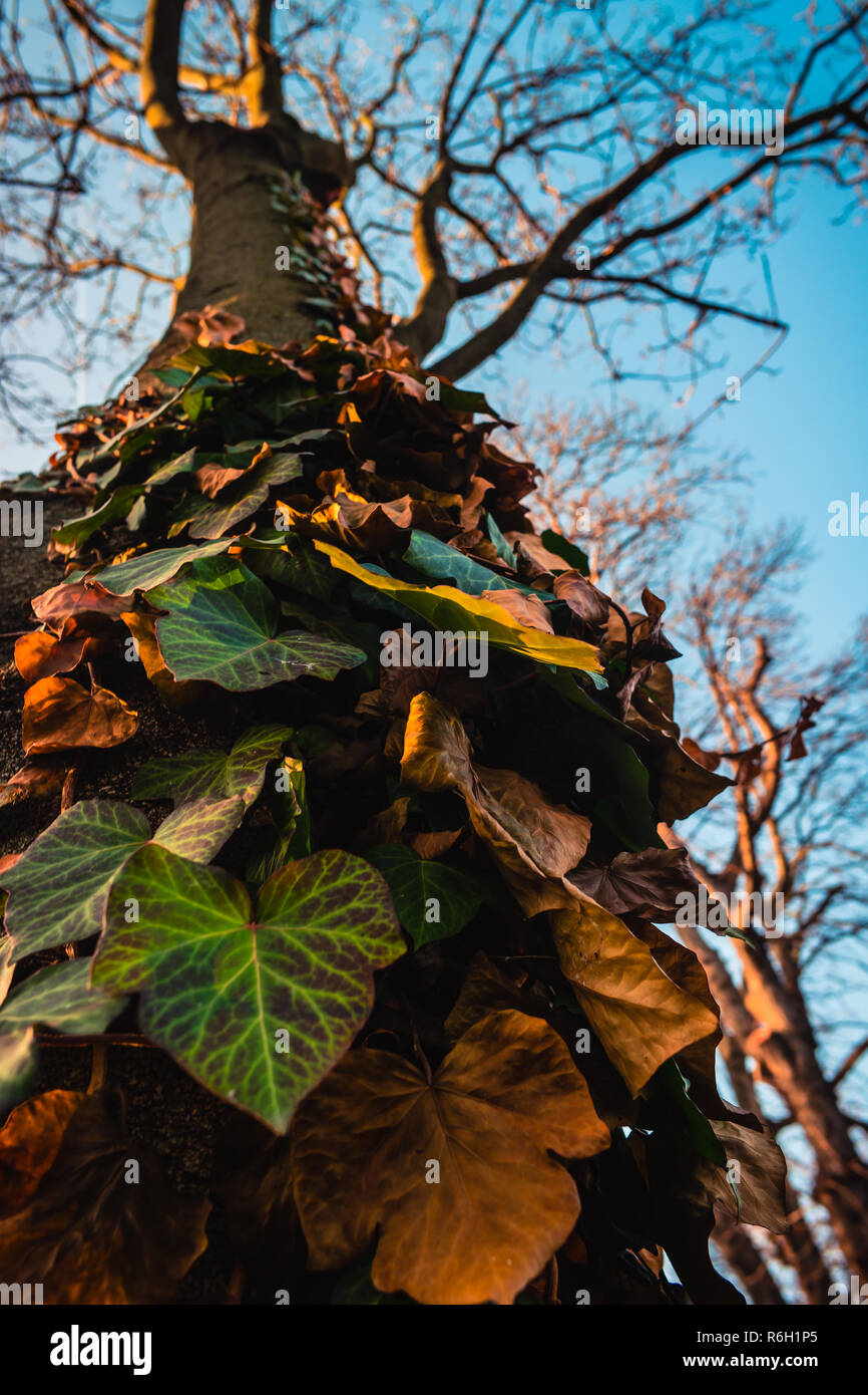 Tree Creeping High Resolution Stock Photography and Images - Alamy