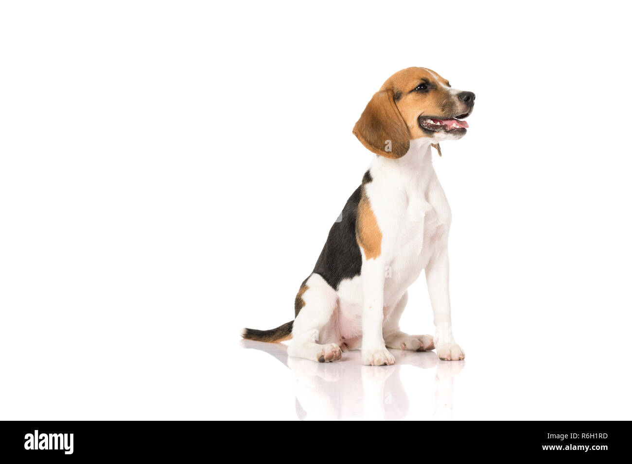 three color beagle dog isolated on white background Stock Photo - Alamy