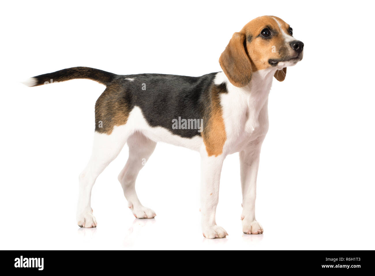 three color beagle dog isolated on white background Stock Photo - Alamy