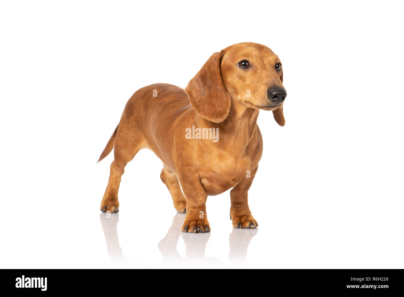 portrait of Brown young teckel dog isolated on white background Stock ...