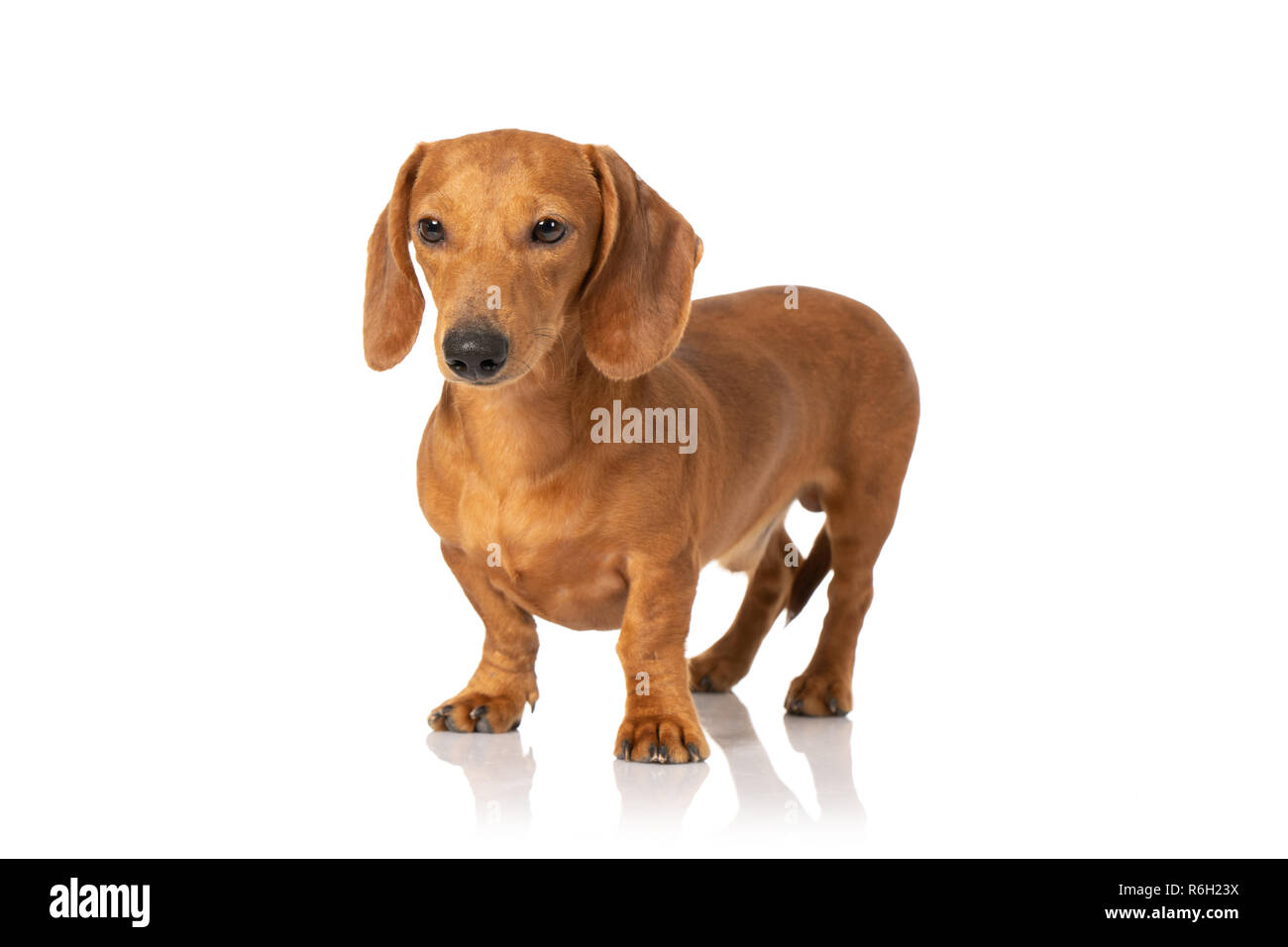 portrait of Brown young teckel dog isolated on white background Stock ...