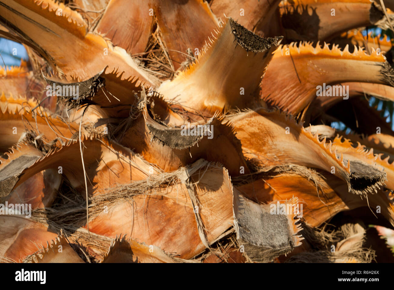 a palm tree trunk Stock Photo - Alamy