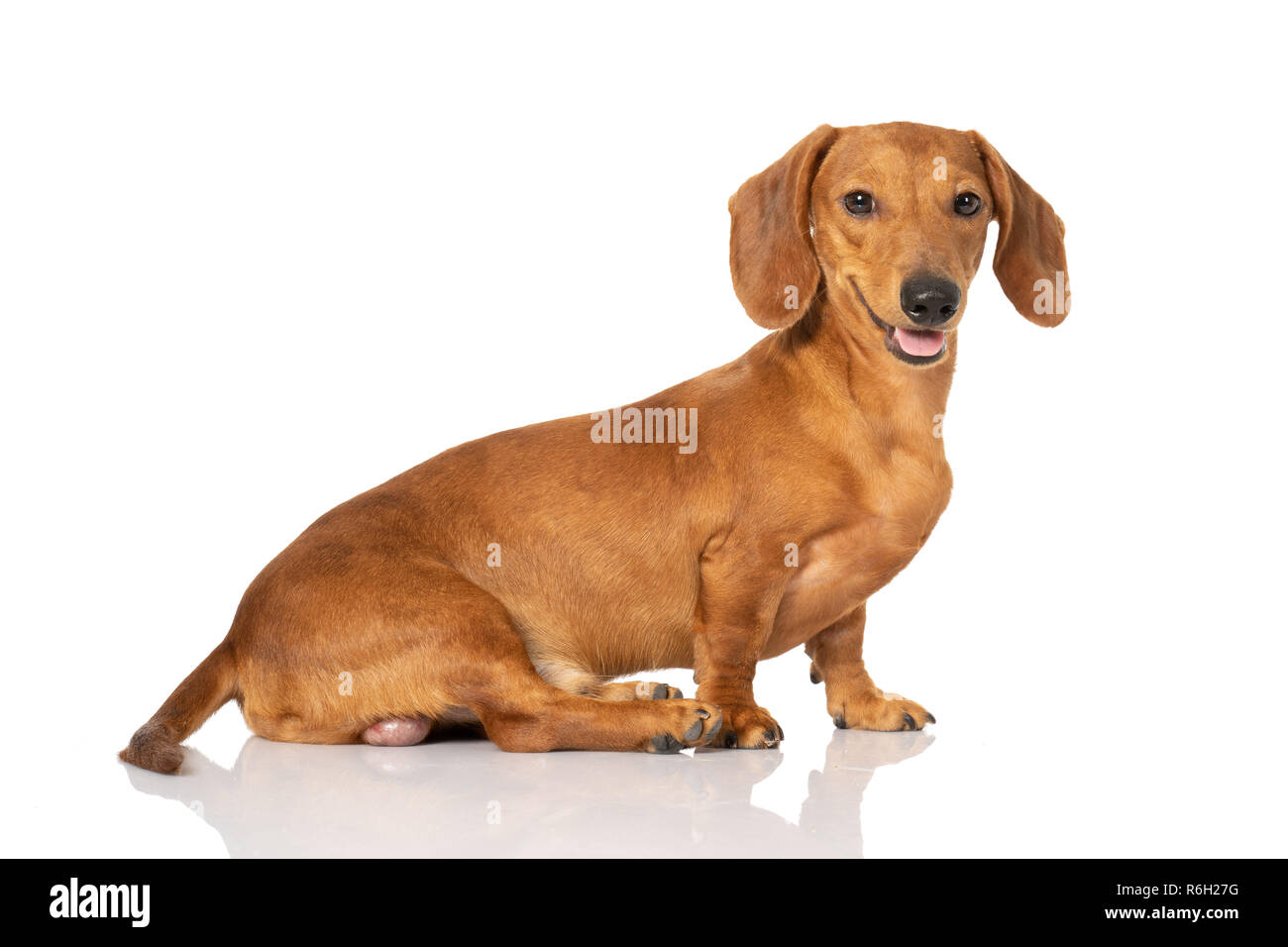 portrait of Brown teckel dog isolated on white background Stock Photo ...