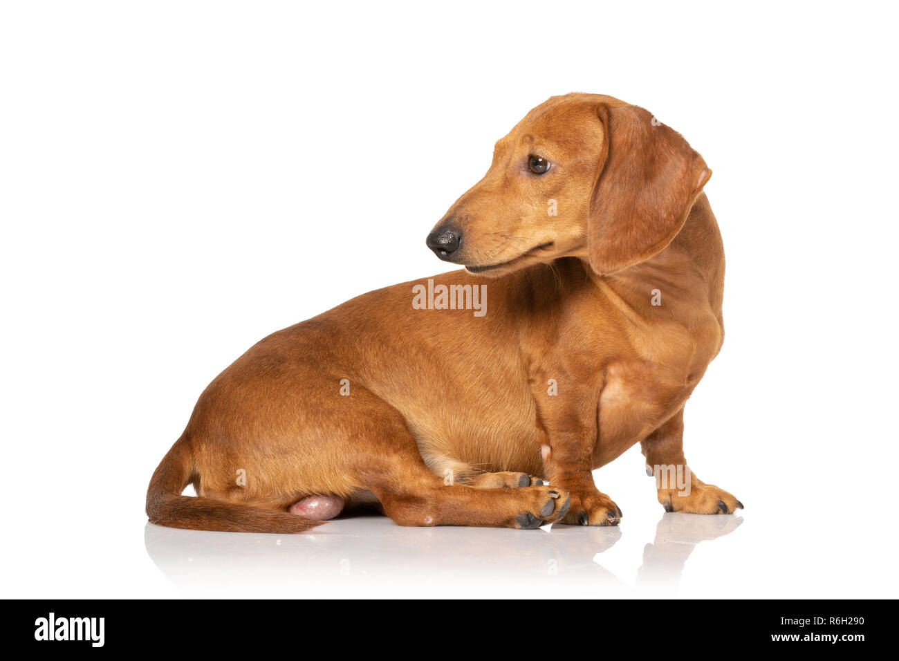 portrait of Brown teckel dog isolated on white background Stock Photo ...
