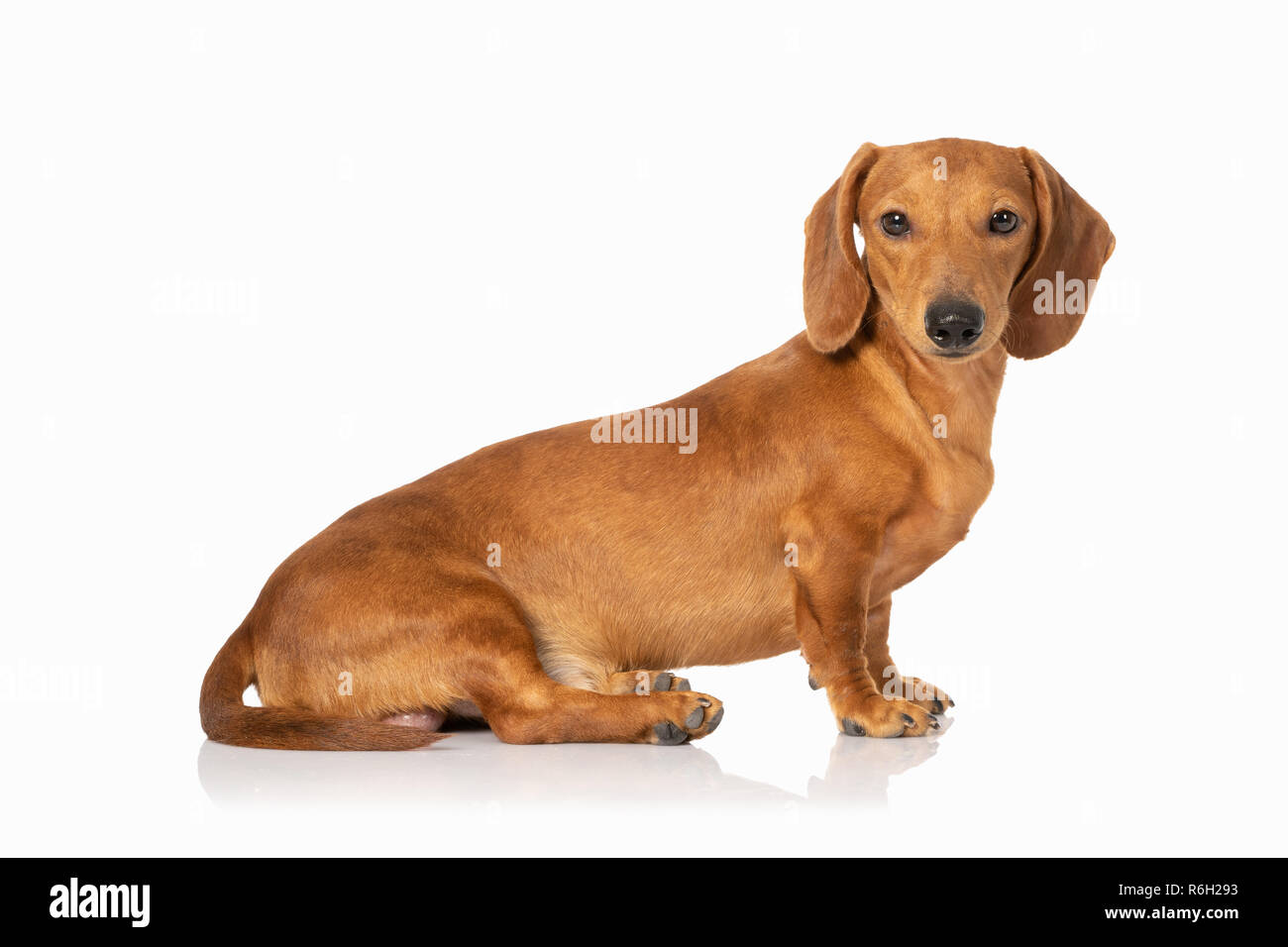 portrait of Brown young teckel dog isolated on white background Stock ...