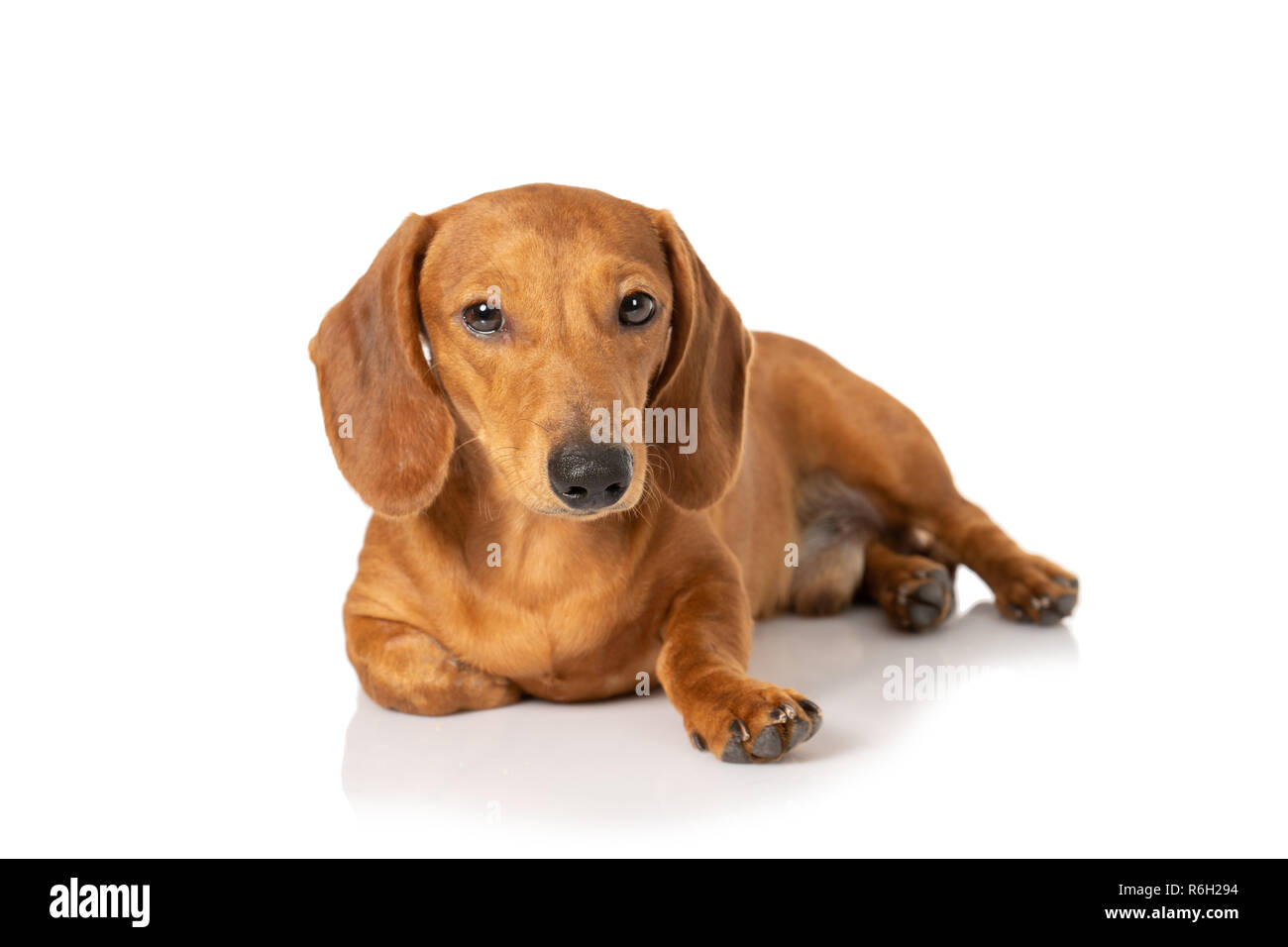 portrait of Brown teckel dog isolated on white background Stock Photo ...