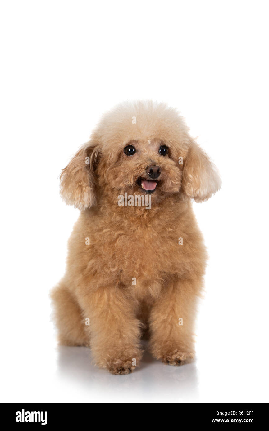 portrait of miniature poodle dog isolated on white background Stock ...