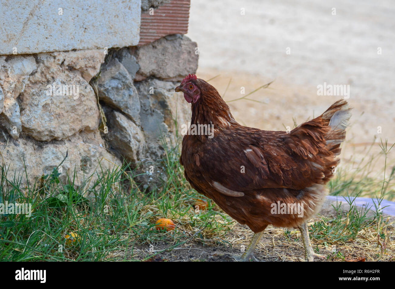 Brown chicken side view head hi-res stock photography and images - Alamy