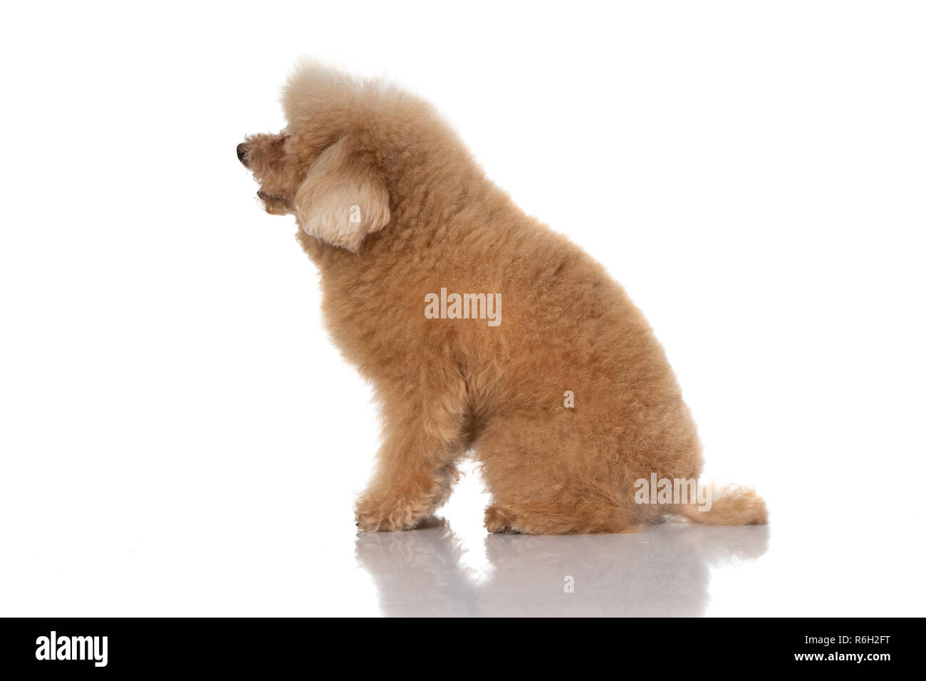 portrait of miniature poodle dog isolated on white background Stock ...
