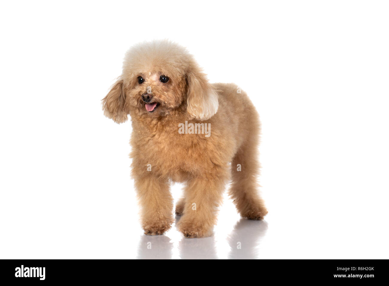 portrait of miniature poodle dog isolated on white background Stock ...