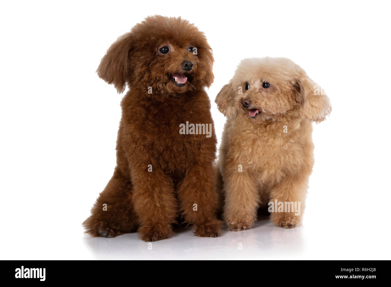 portrait of miniature poodle dog isolated on white background Stock ...