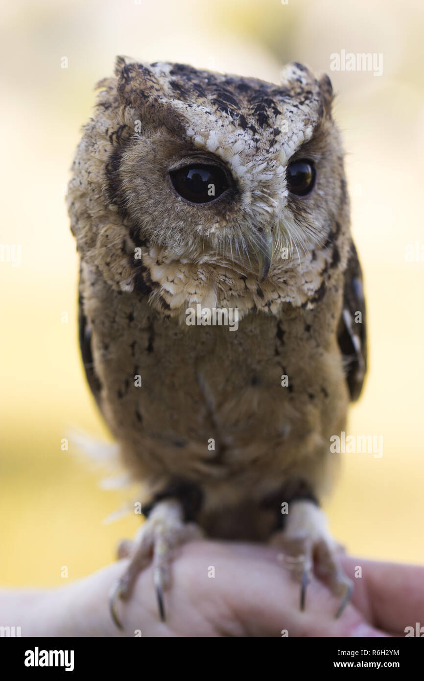 Owl on hand hi-res stock photography and images - Alamy