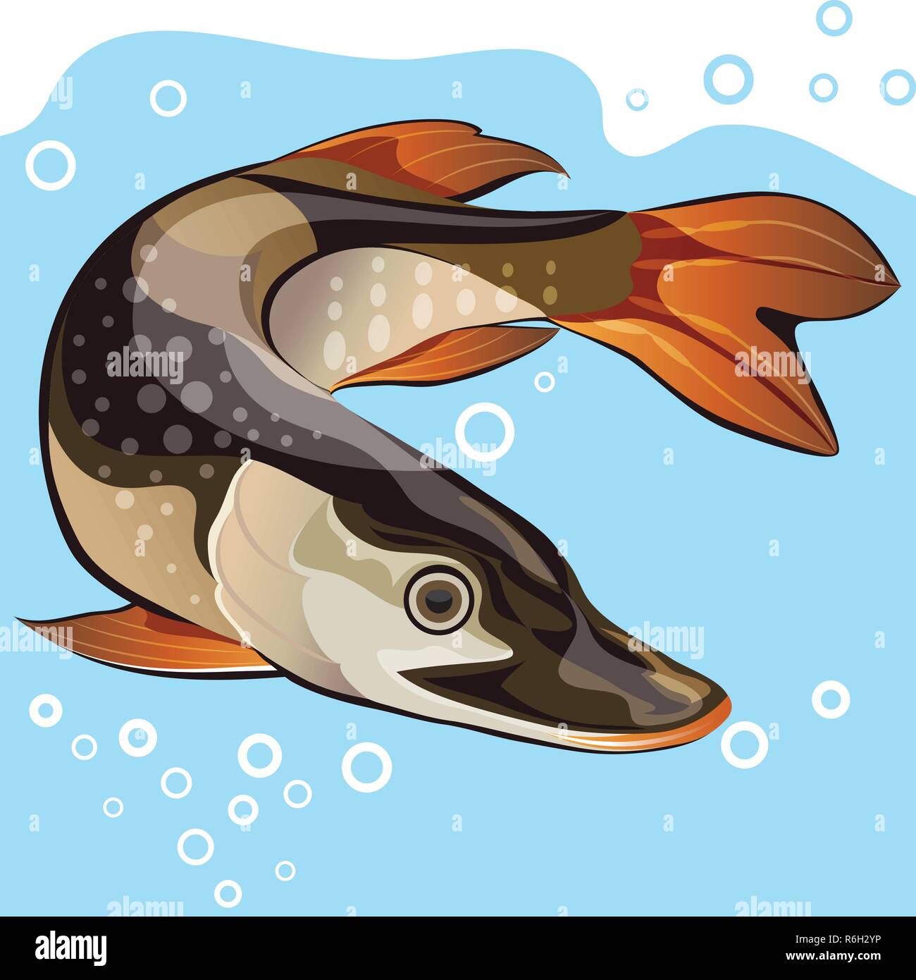 Pike swimming Stock Vector Images - Alamy