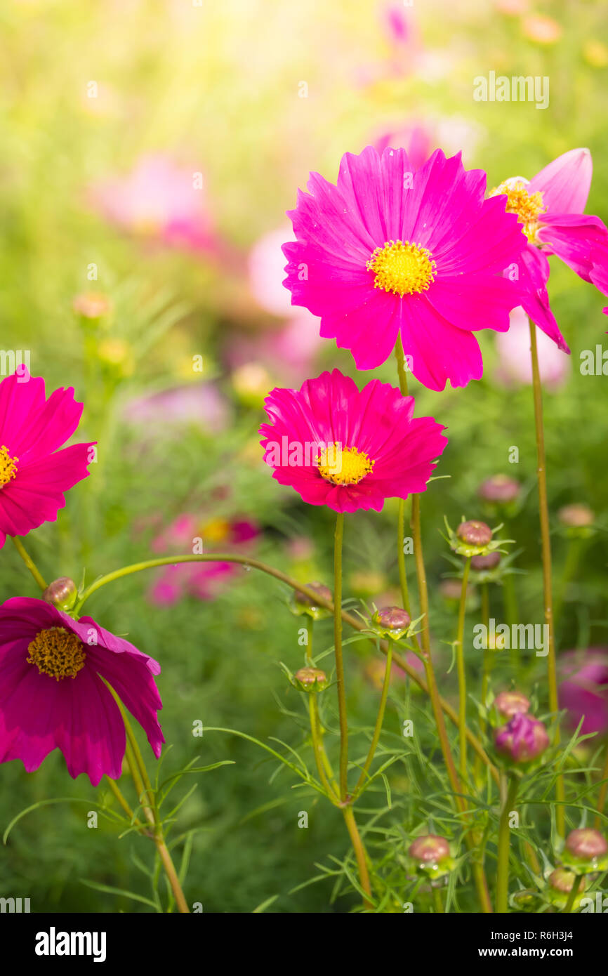 Beautiful Cosmos flowers in garden. Nature background Stock Photo - Alamy