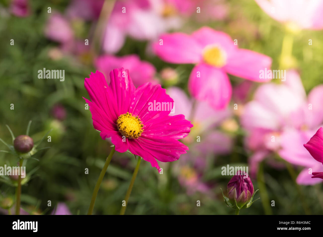 Beautiful Cosmos flowers in garden. Nature background Stock Photo - Alamy