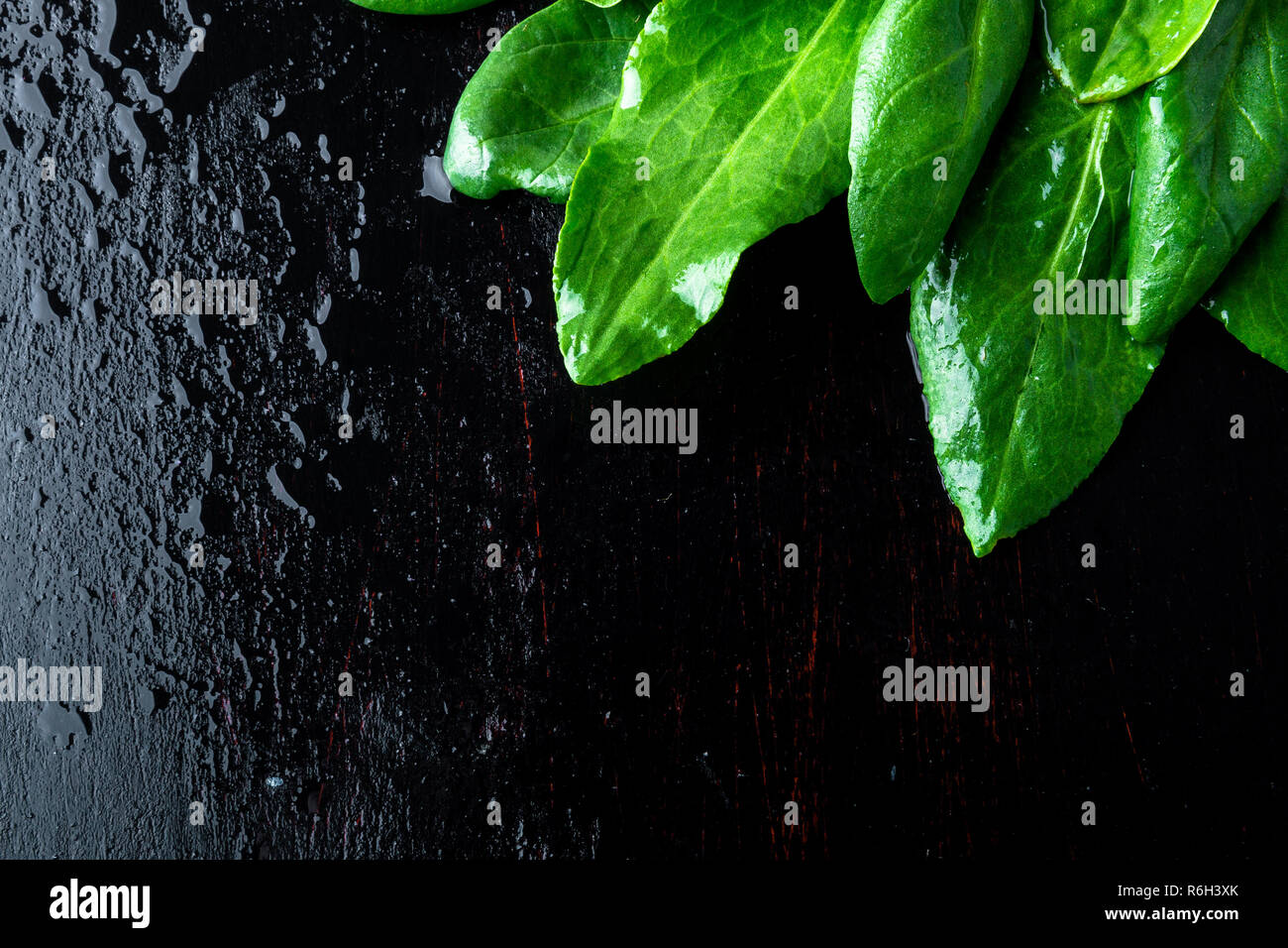 A bunch spinach leaves on a dark black background. Top view. Copy space ...