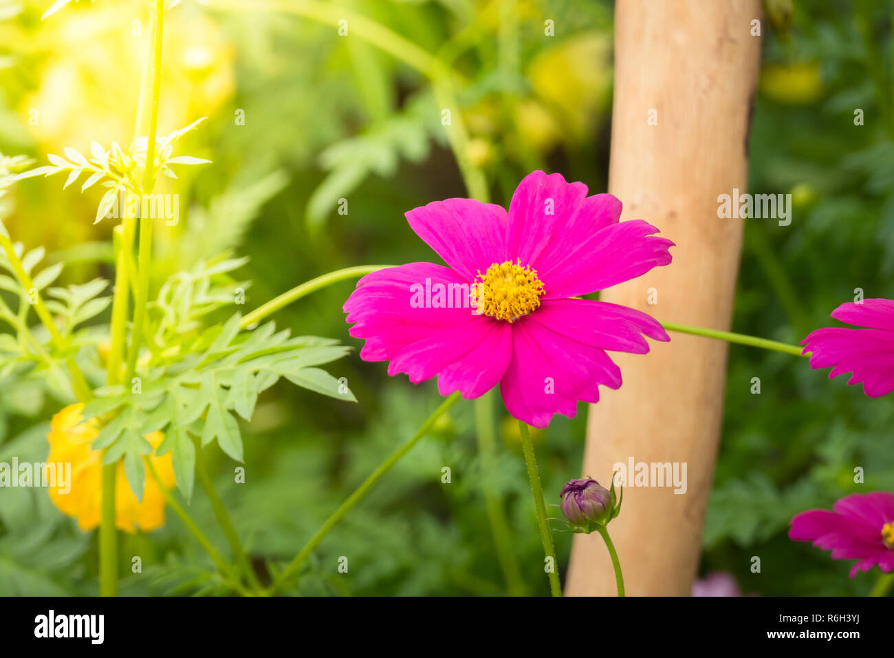 Beautiful Cosmos flowers in garden. Nature background Stock Photo - Alamy