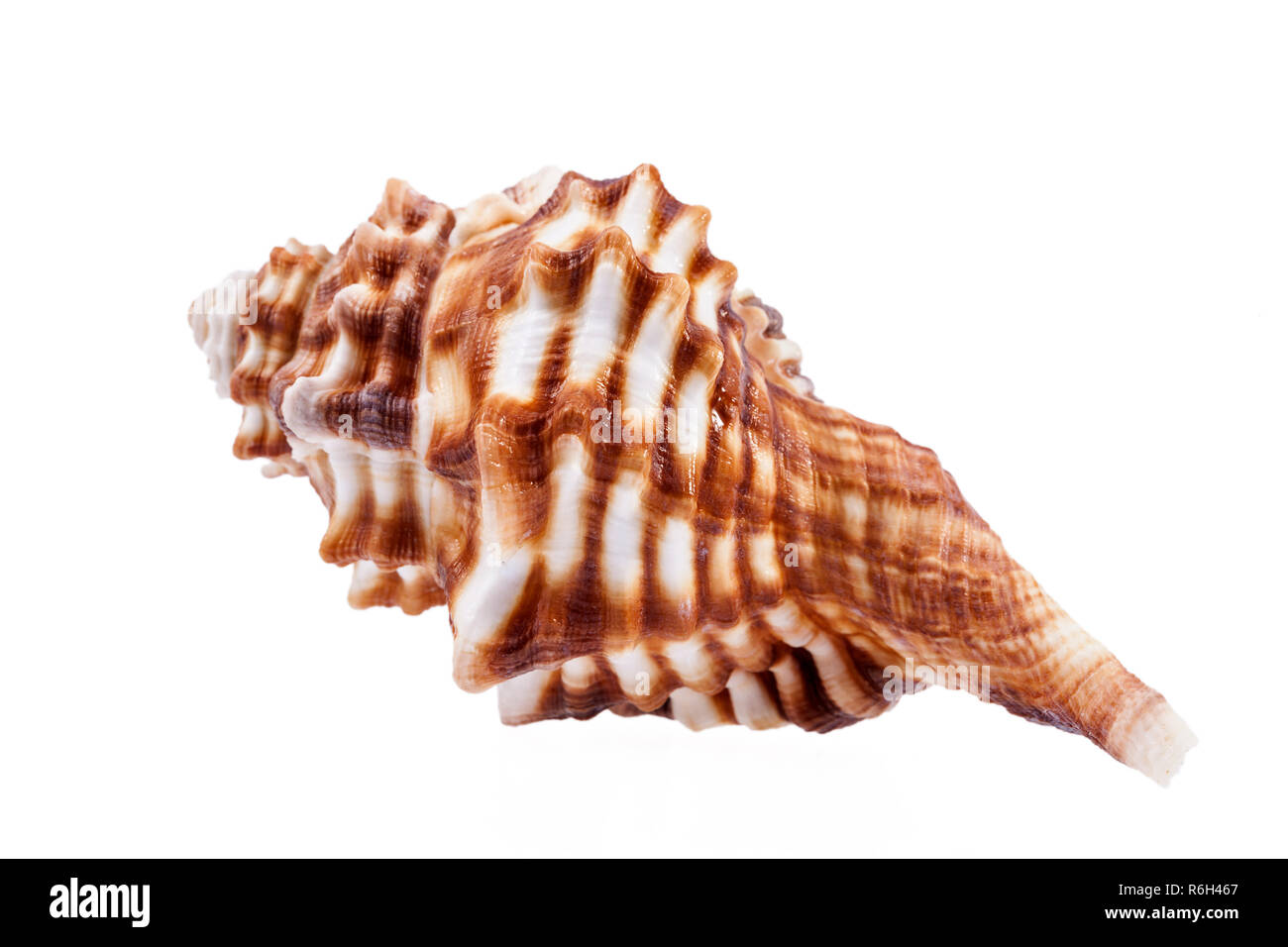 Single sea shell of horse conch isolated on white background Stock ...