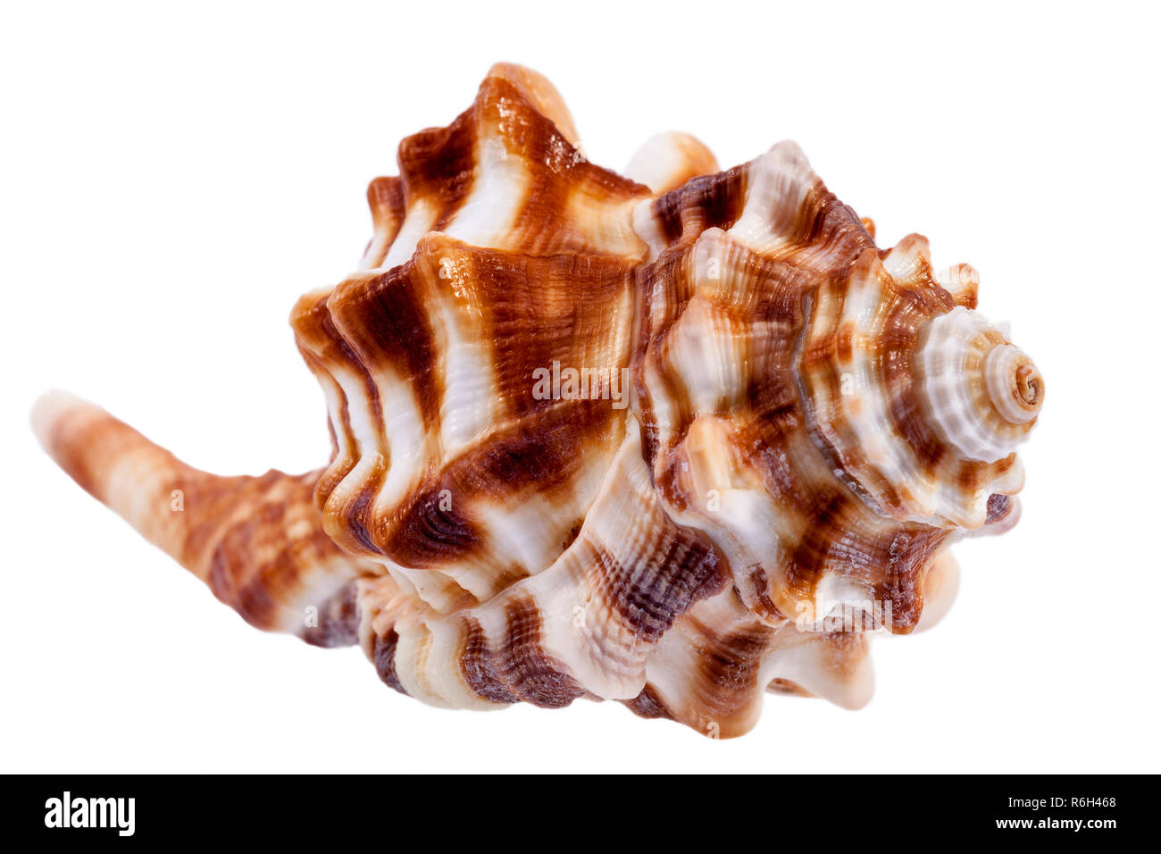 Single sea shell of horse conch isolated on white background Stock ...