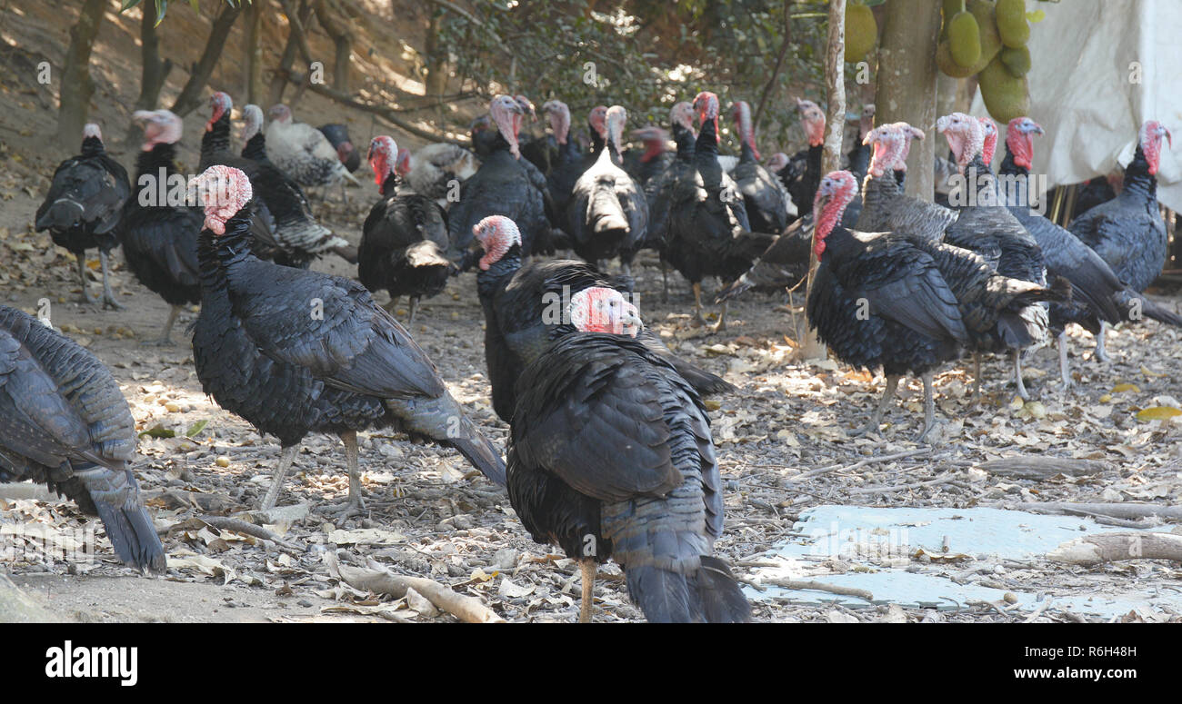 Wild turkey farm Stock Photo - Alamy