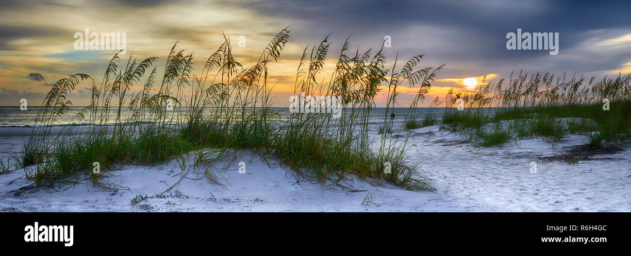 Anna maria island florida manatee hi-res stock photography and images ...