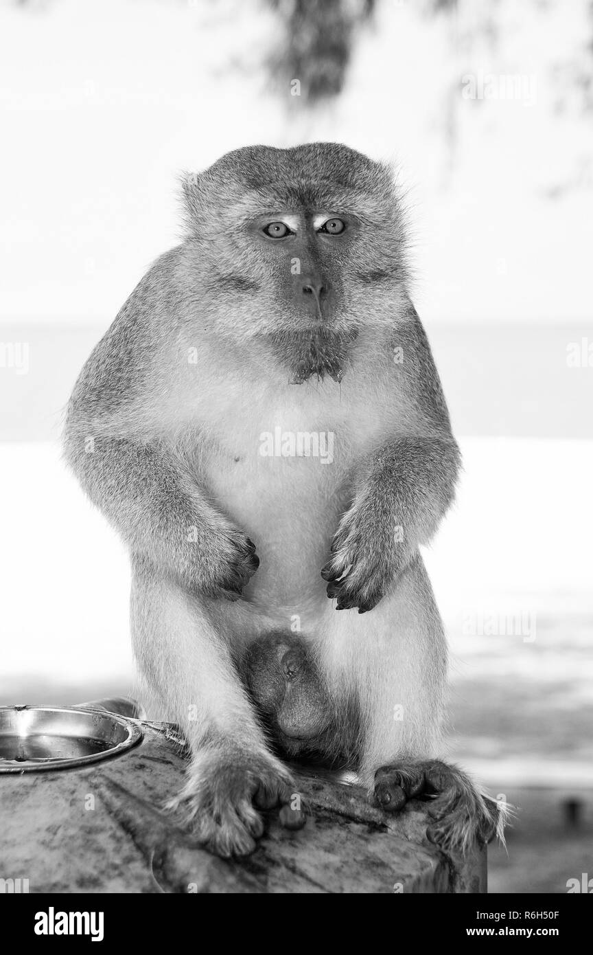 Primates in nature Black and White Stock Photos & Images - Alamy