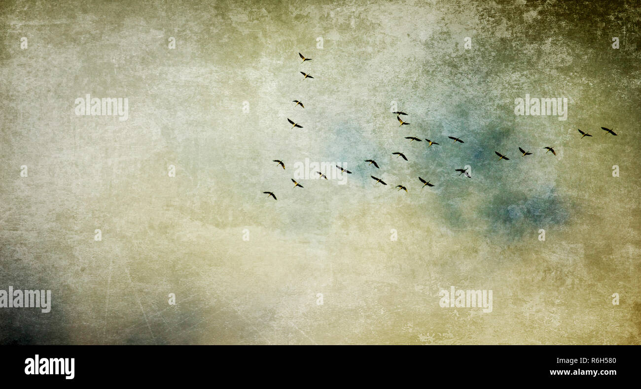 pulling birds texture concept Stock Photo - Alamy