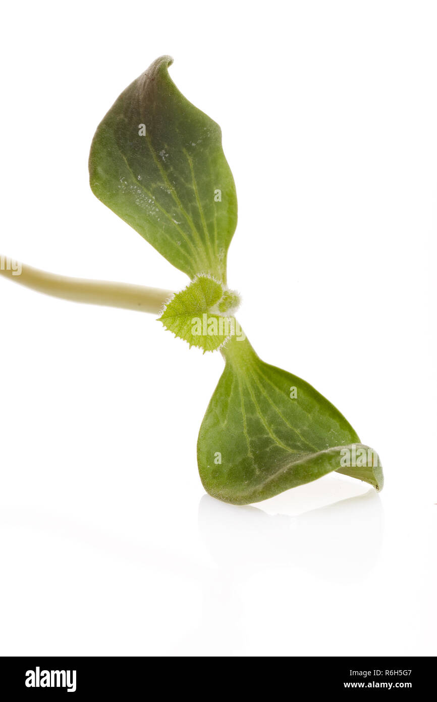 Young pumpkin seedling Stock Photo - Alamy
