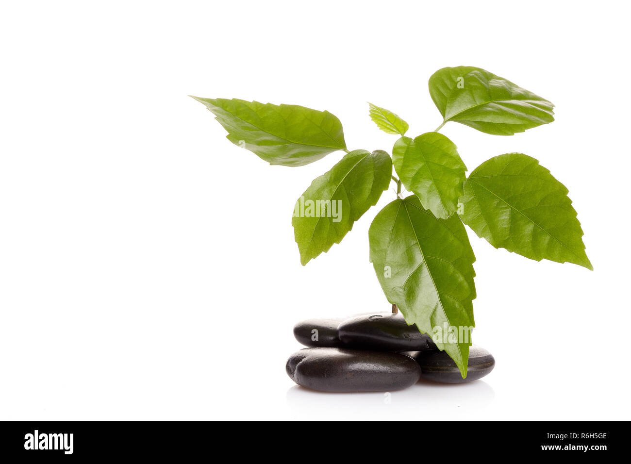 Live stones Cut Out Stock Images & Pictures - Alamy