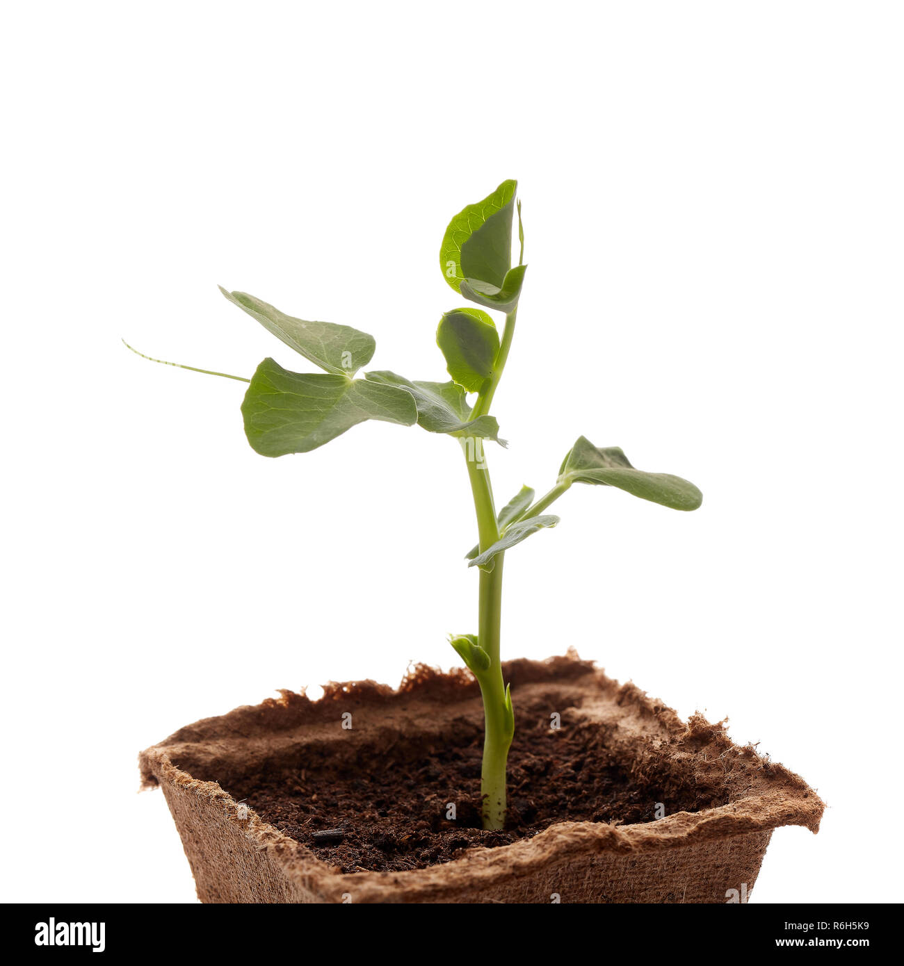 Young pea seedling Stock Photo - Alamy