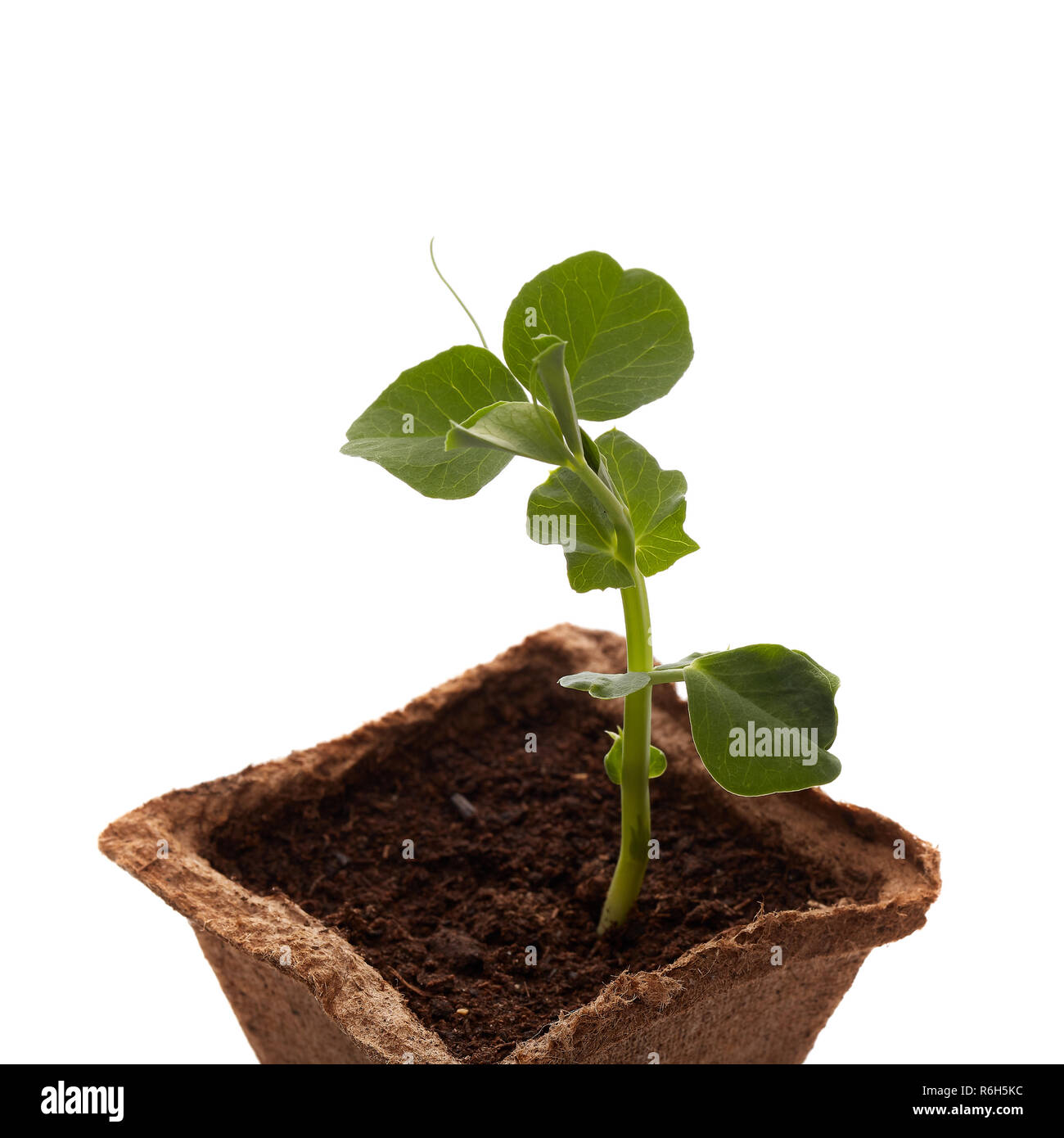 Young pea seedling Stock Photo - Alamy