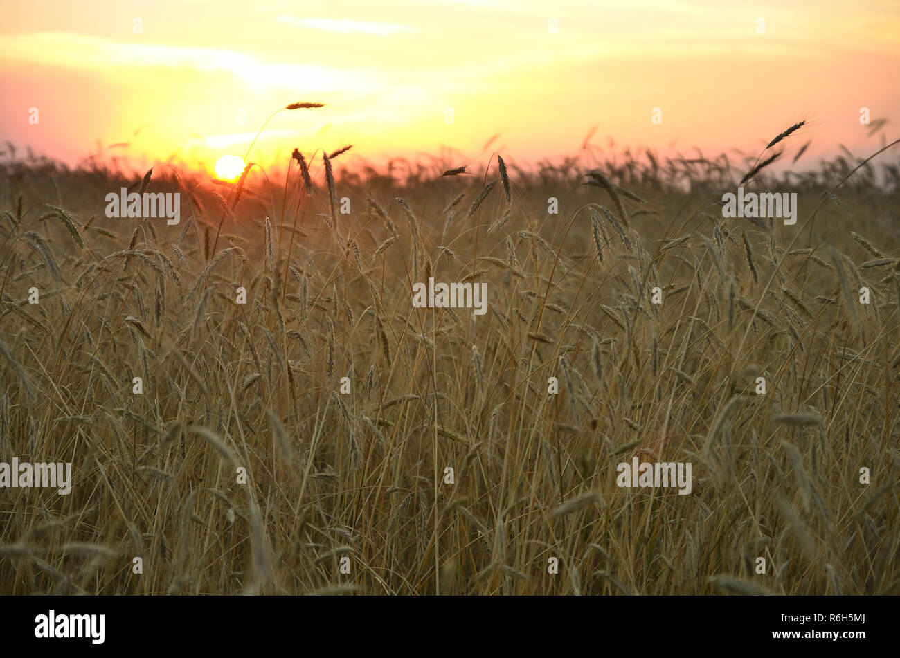 Spikes of wheat at sunset under the red sky Stock Photo - Alamy