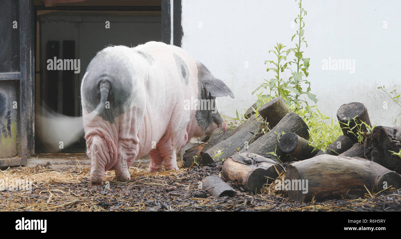Lovely pig in farm Stock Photo - Alamy