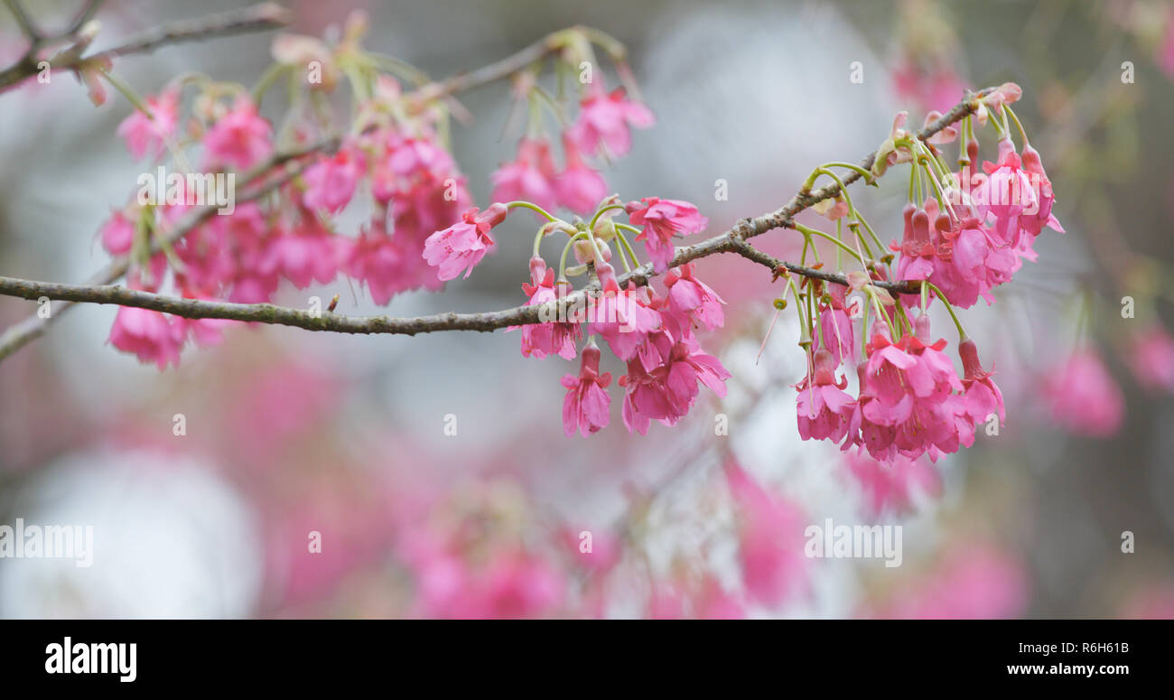 Cherry blossom in the forest Stock Photo - Alamy