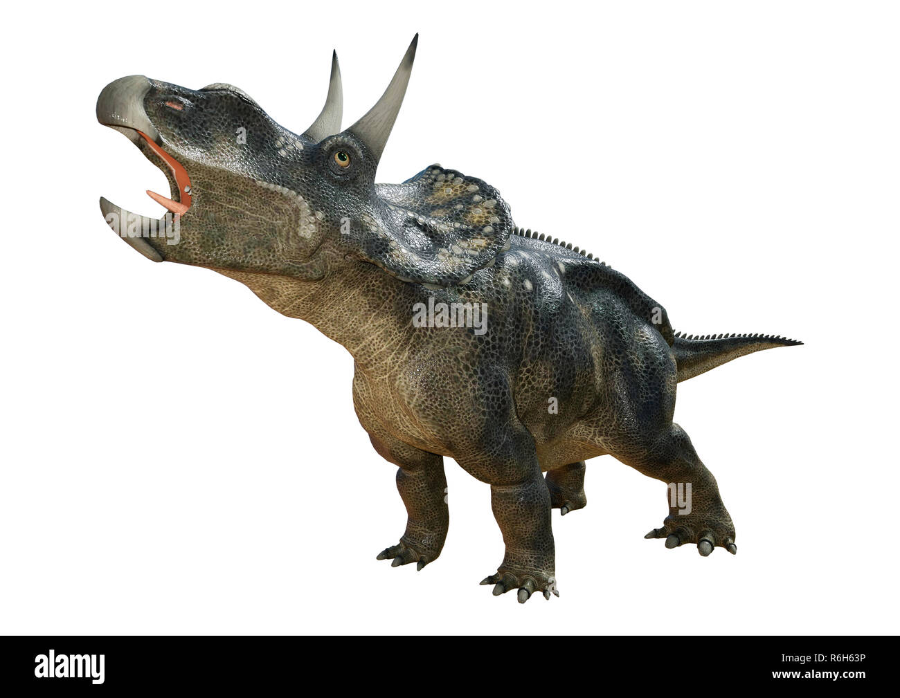 3D Rendering Dinosaur Diceratops on White Stock Photo - Alamy