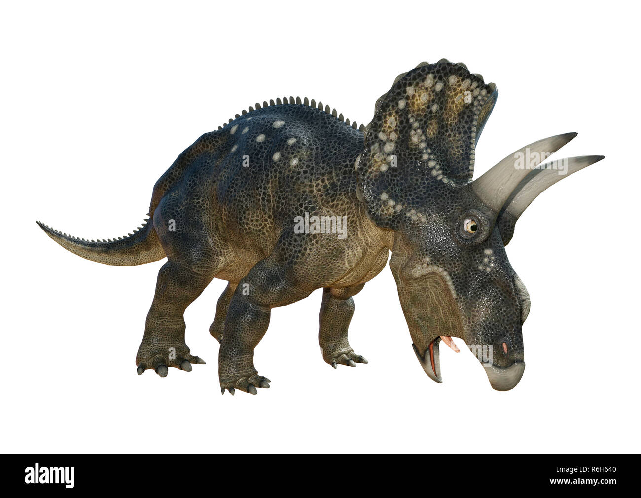 3D Rendering Dinosaur Diceratops on White Stock Photo - Alamy