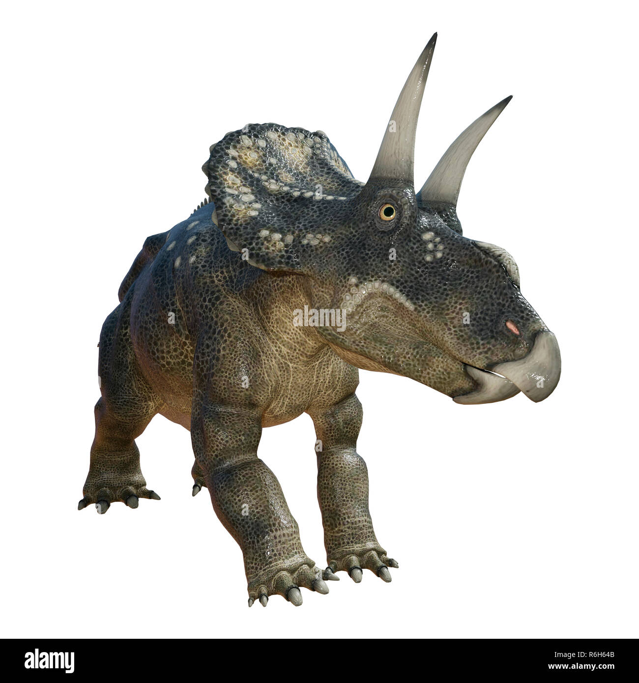 3D Rendering Dinosaur Diceratops on White Stock Photo - Alamy