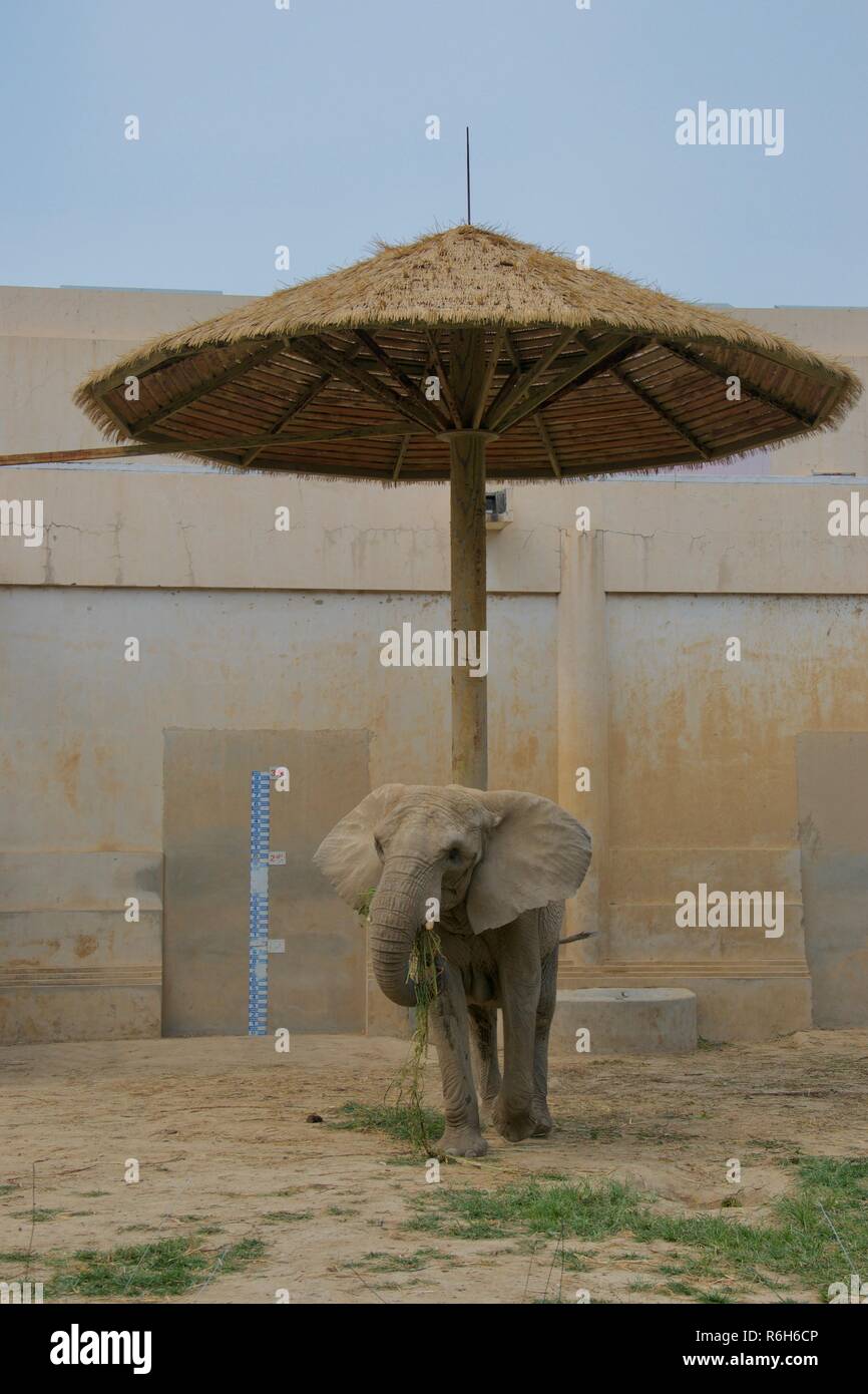 An elephant under a shade parasol Stock Photo - Alamy