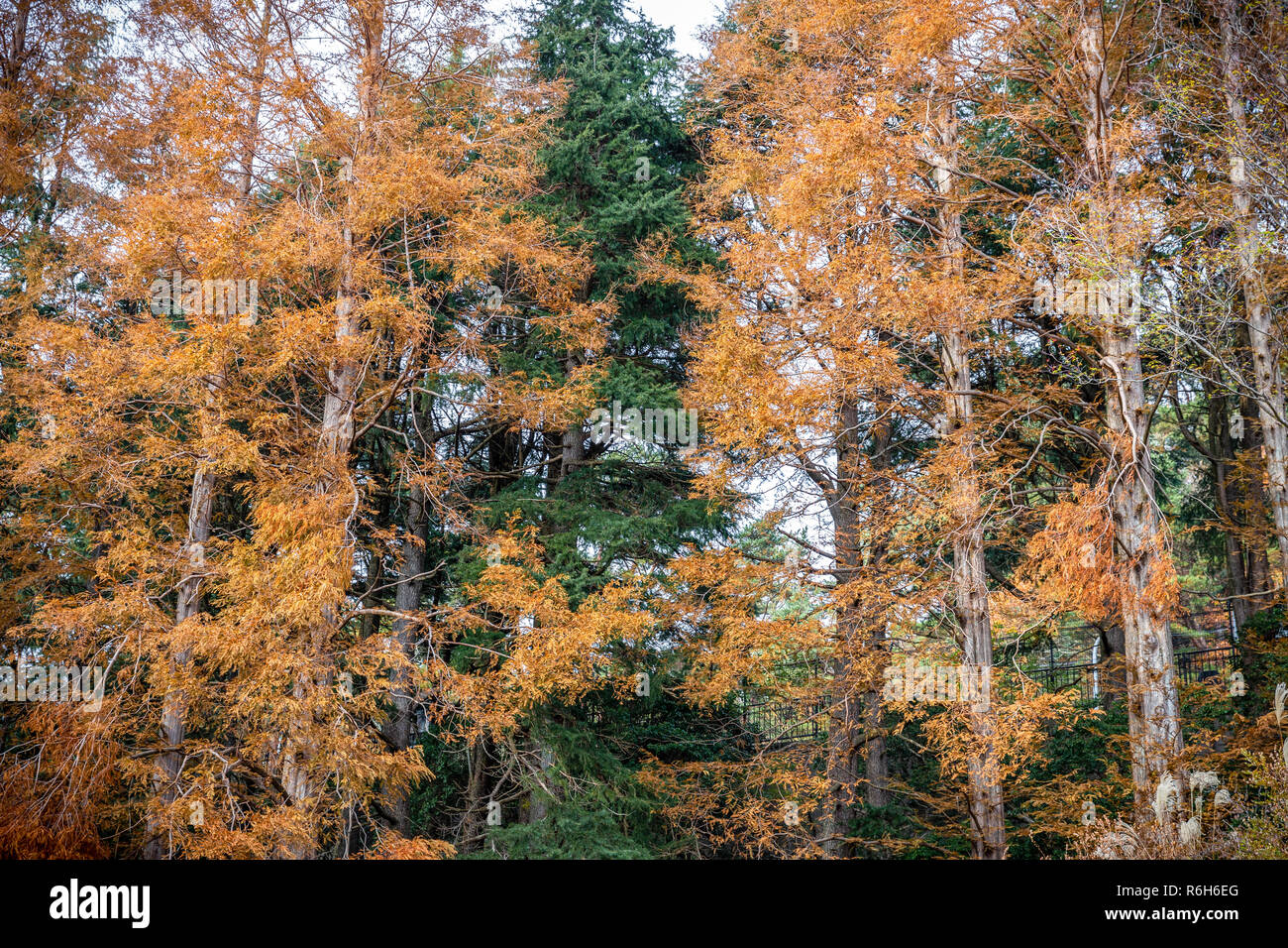 Pine trees changing color from green to orange during autumn inside ...