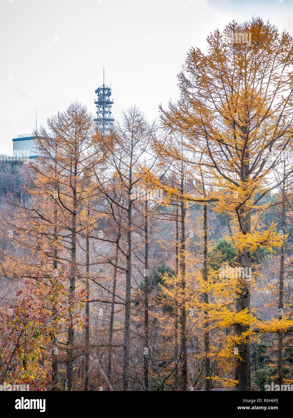 Pine trees changing color from green to orange during autumn inside ...
