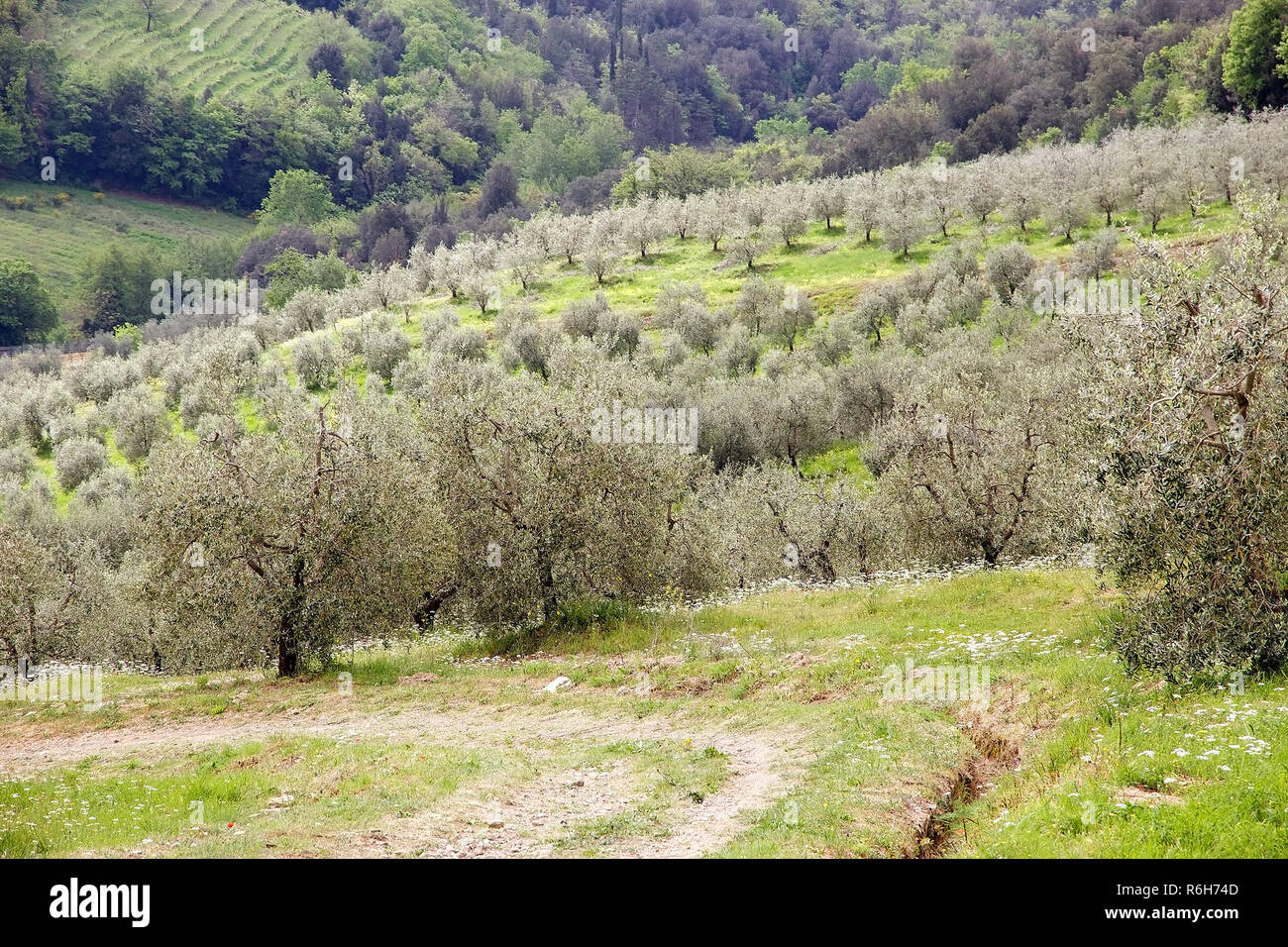 Olive olea europaea tuscan olive tree hi-res stock photography and ...