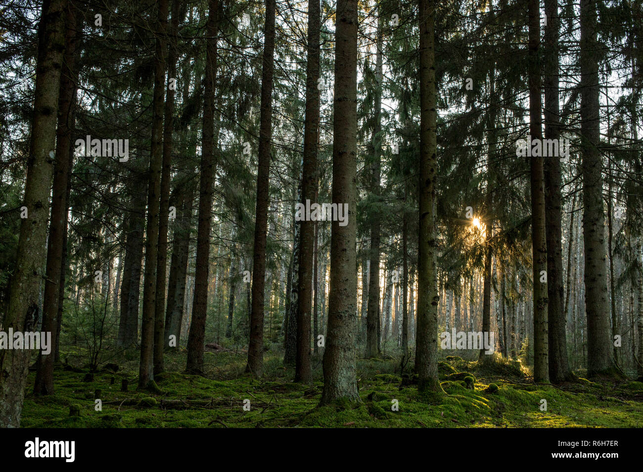 Dark treeline hi-res stock photography and images - Alamy